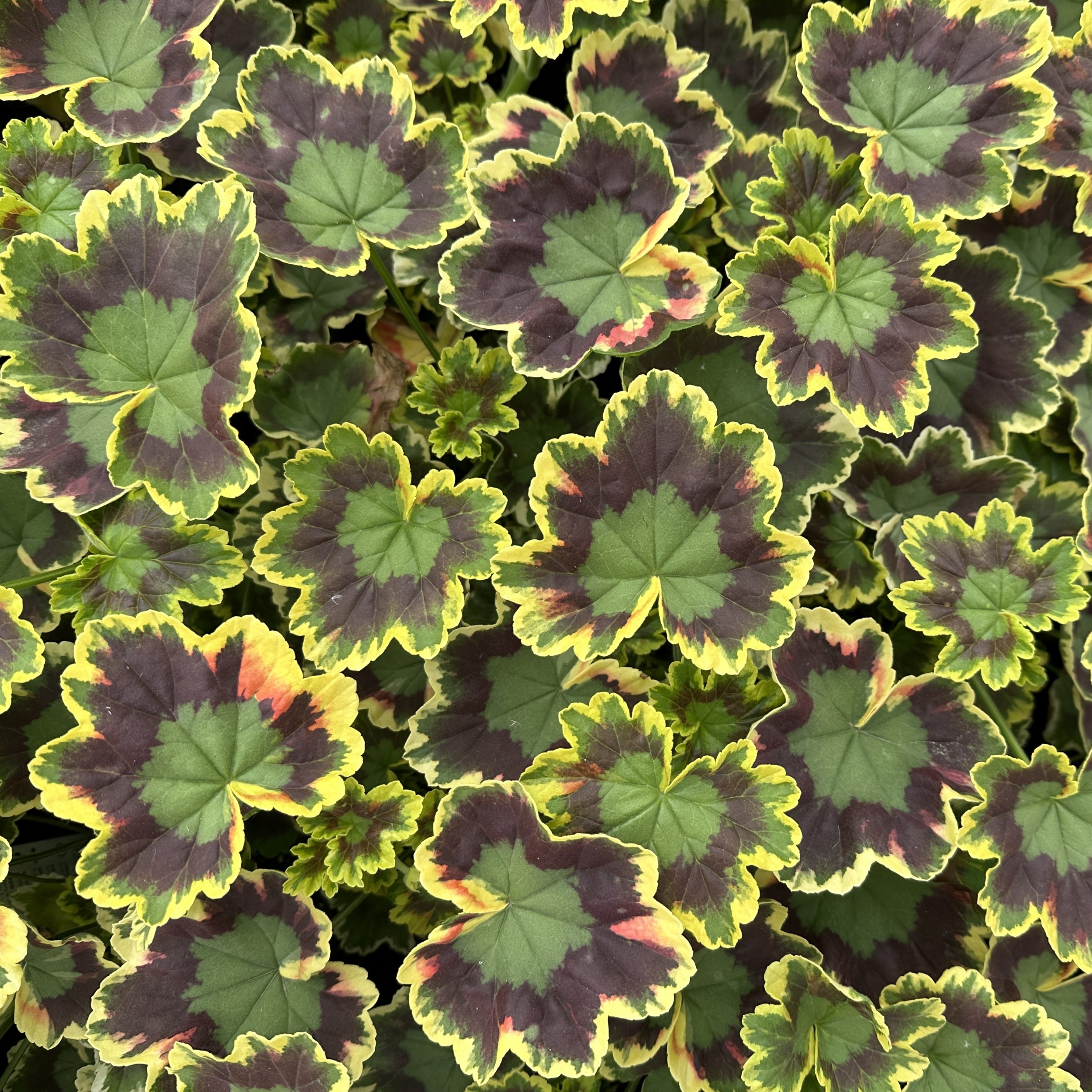 AVAILABILITY — Premier Color Nursery, Inc.