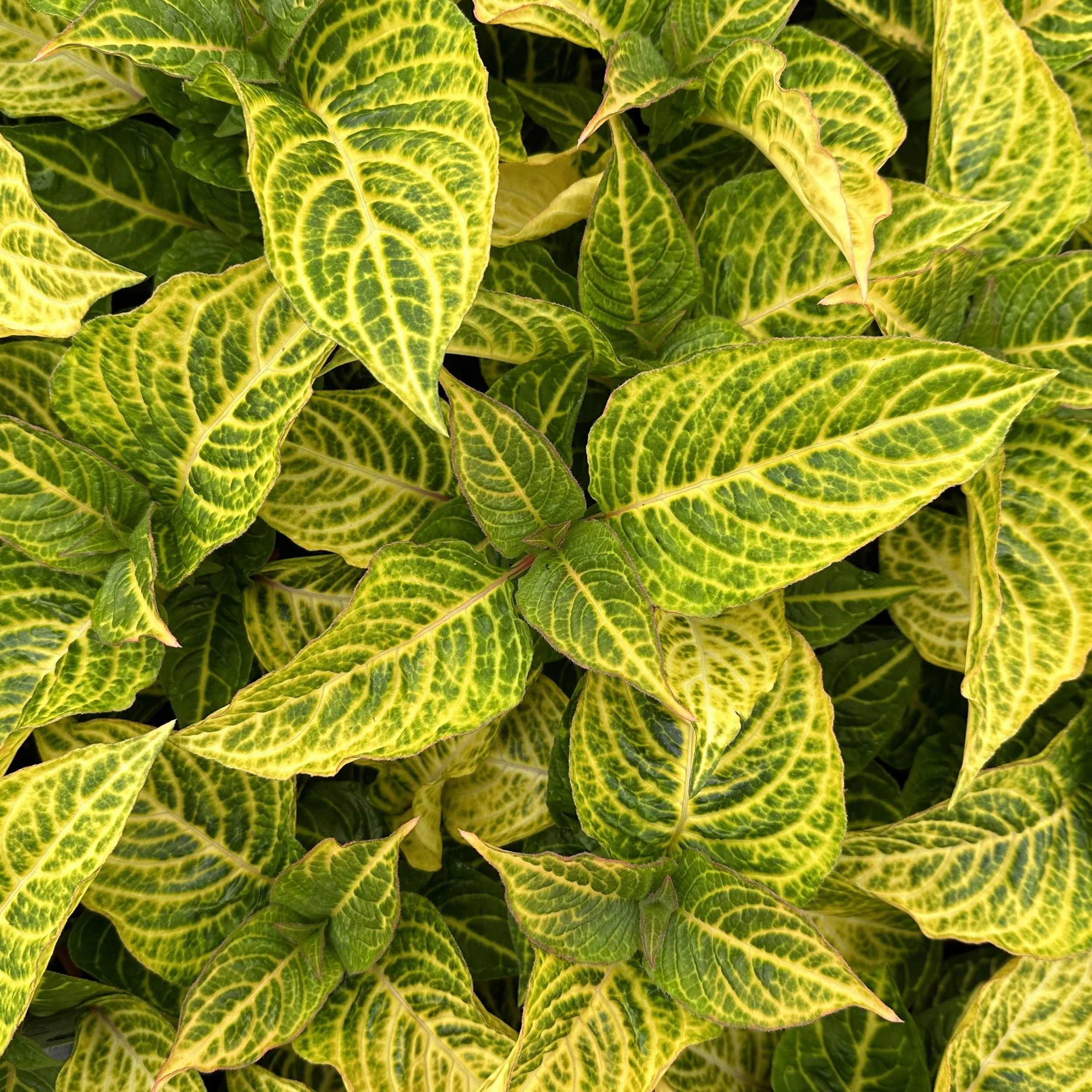 AVAILABILITY — Premier Color Nursery, Inc.