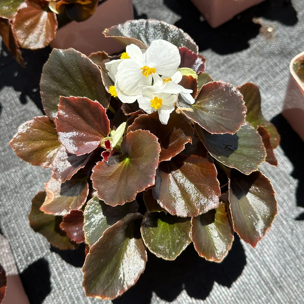 Begonia Annual — Premier Color Nursery, Inc.
