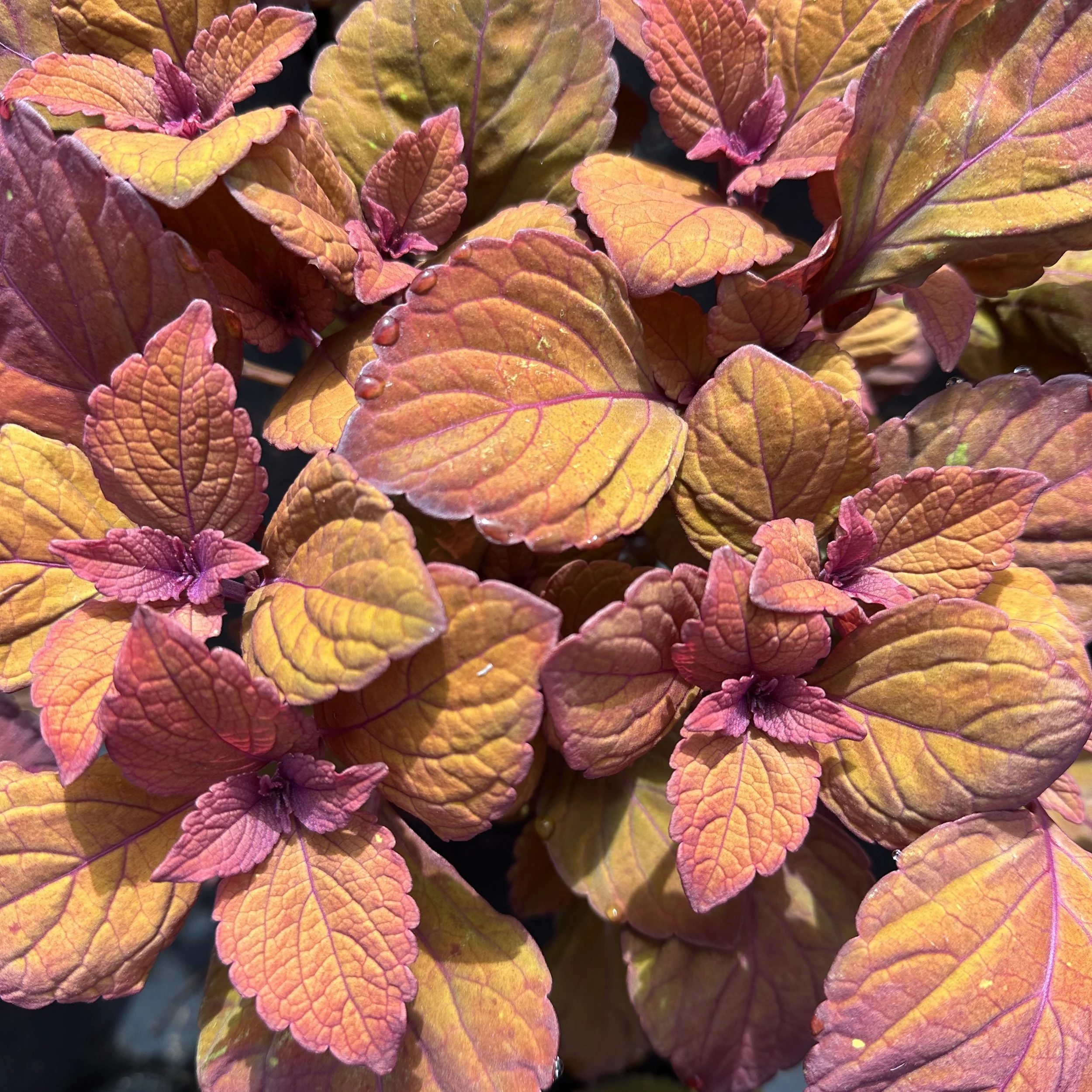 Coleus — Premier Color Nursery, Inc.