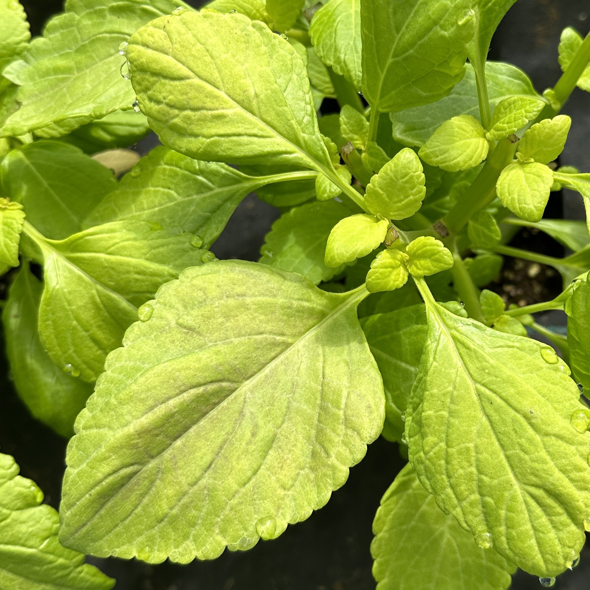 Coleus — Premier Color Nursery, Inc.