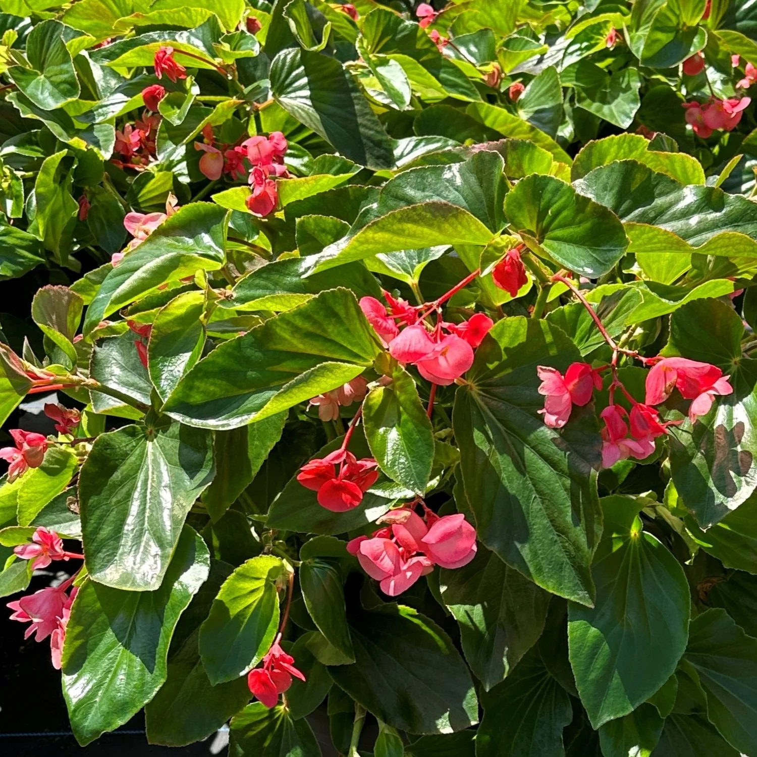 Begonia Annual — Premier Color Nursery, Inc.
