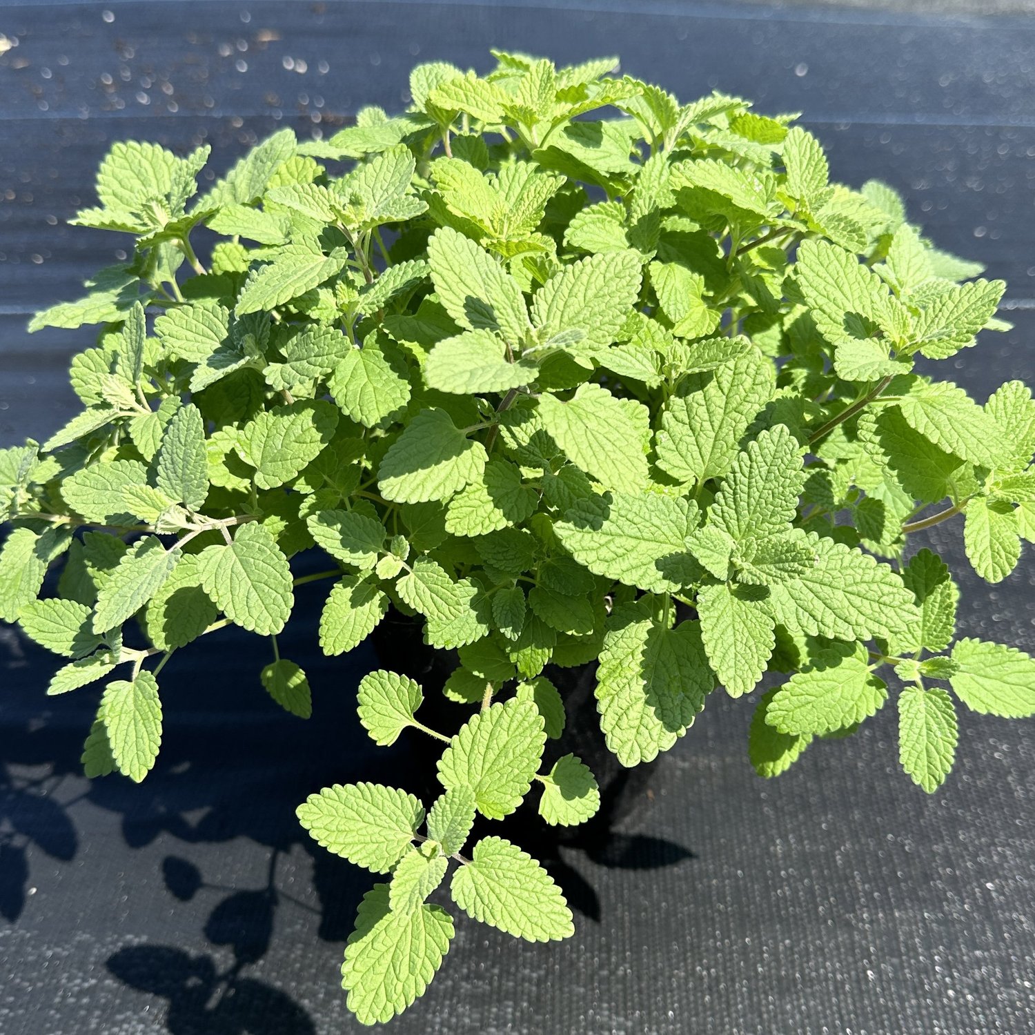 Cat Mint — Premier Color Nursery, Inc.