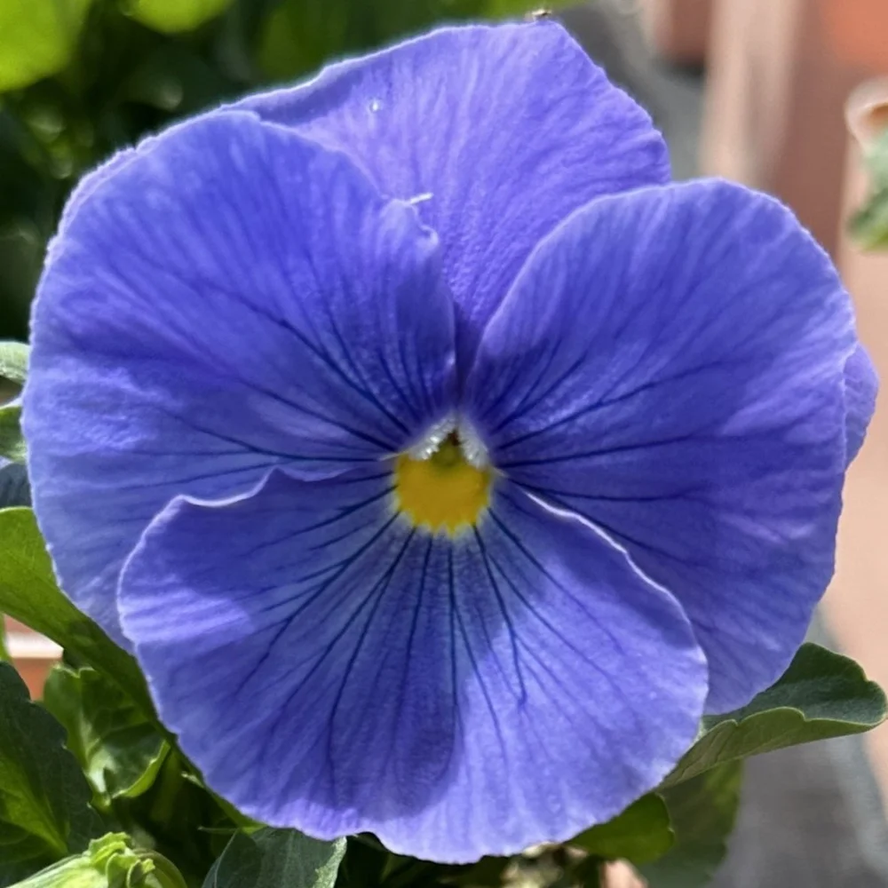 Pansy — Premier Color Nursery, Inc.