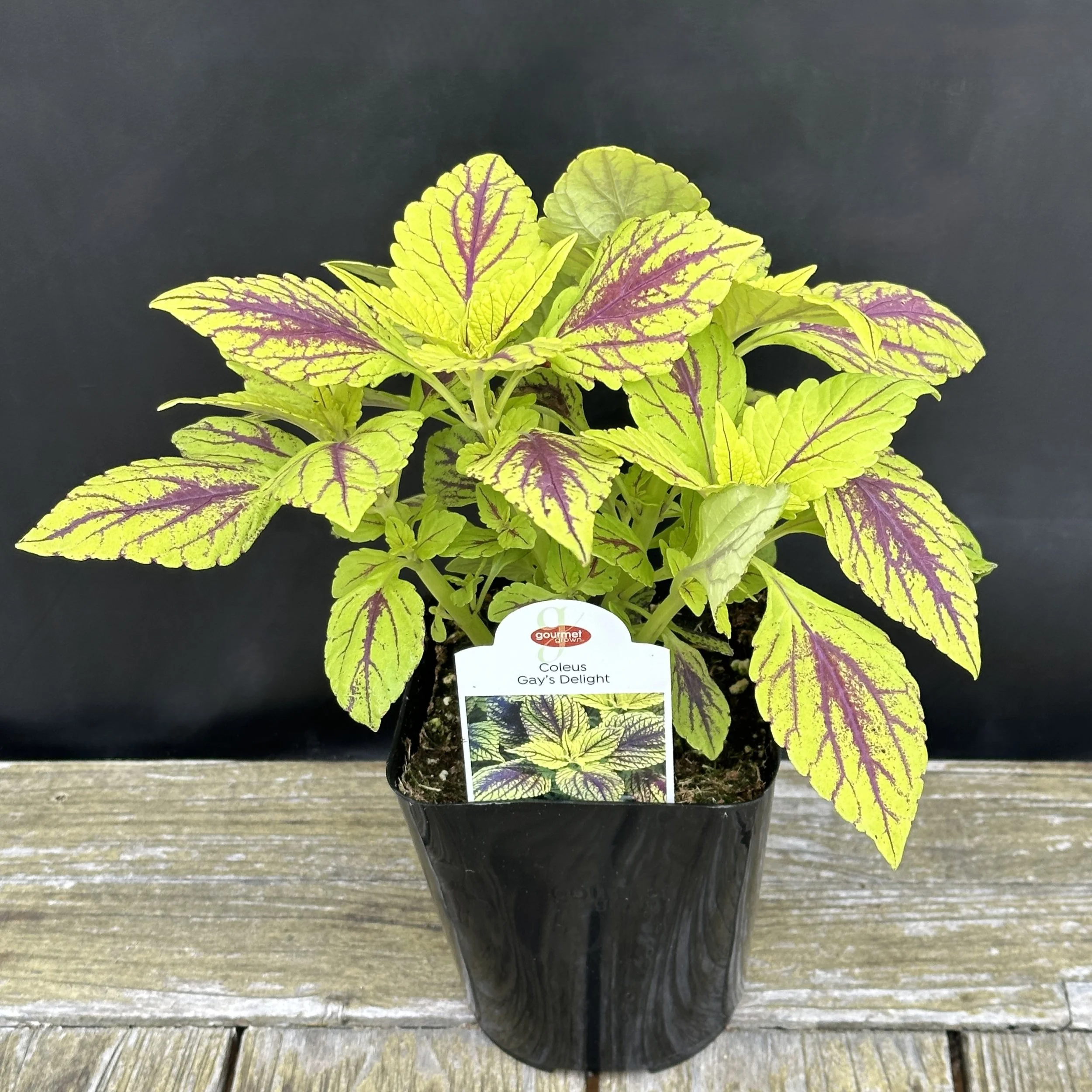 Plant Page Example — Premier Color Nursery, Inc.