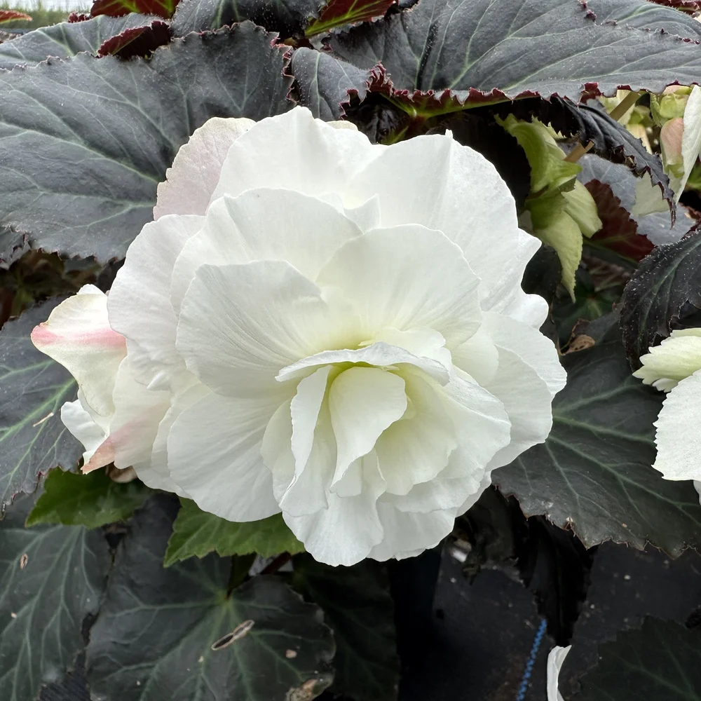 Begonia Annual — Premier Color Nursery, Inc.