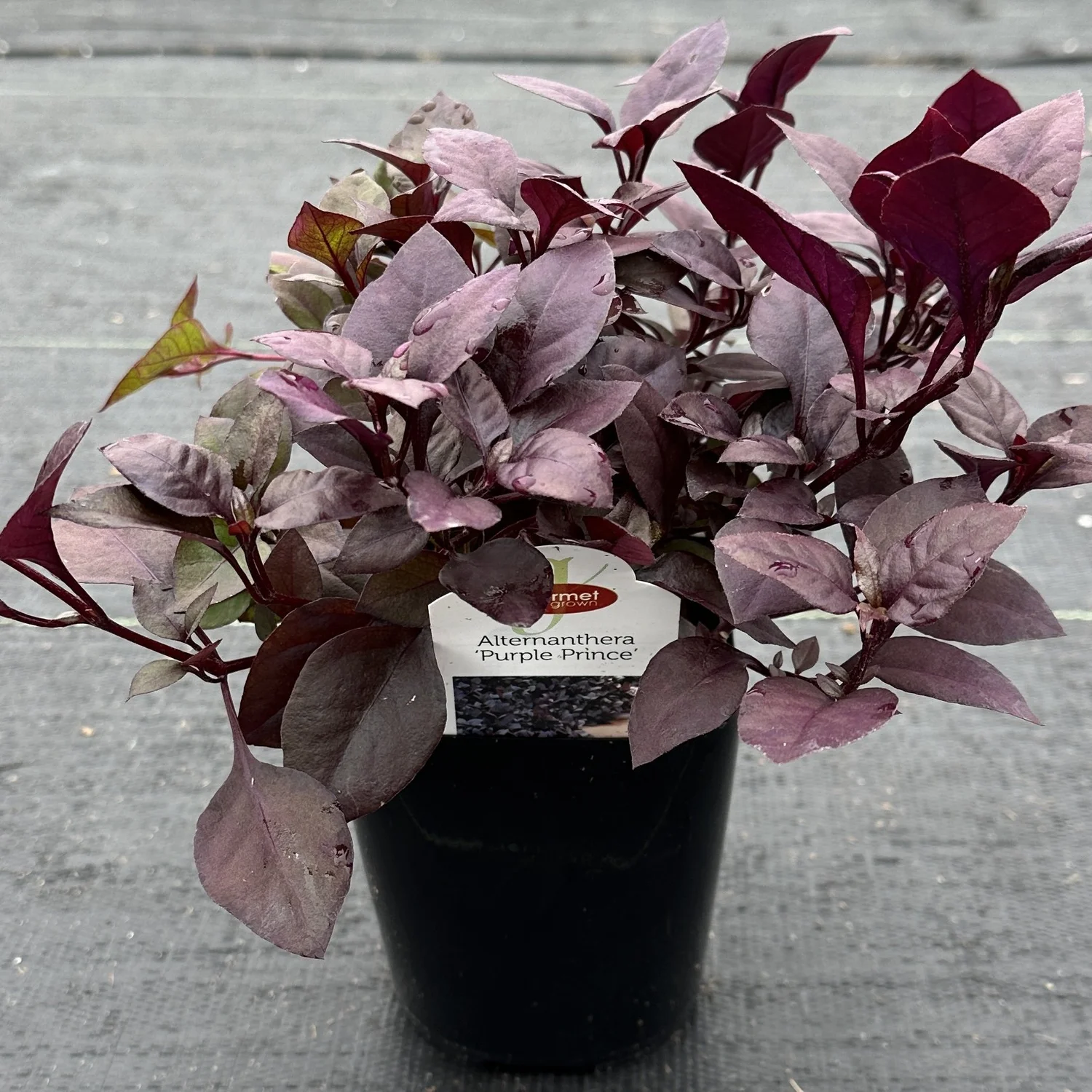 Alternanthera — Premier Color Nursery, Inc.