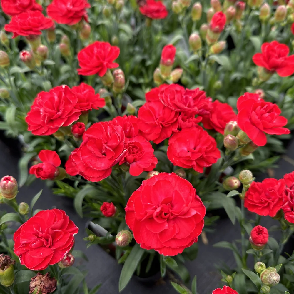 Gallery 1 — Premier Color Nursery, Inc.