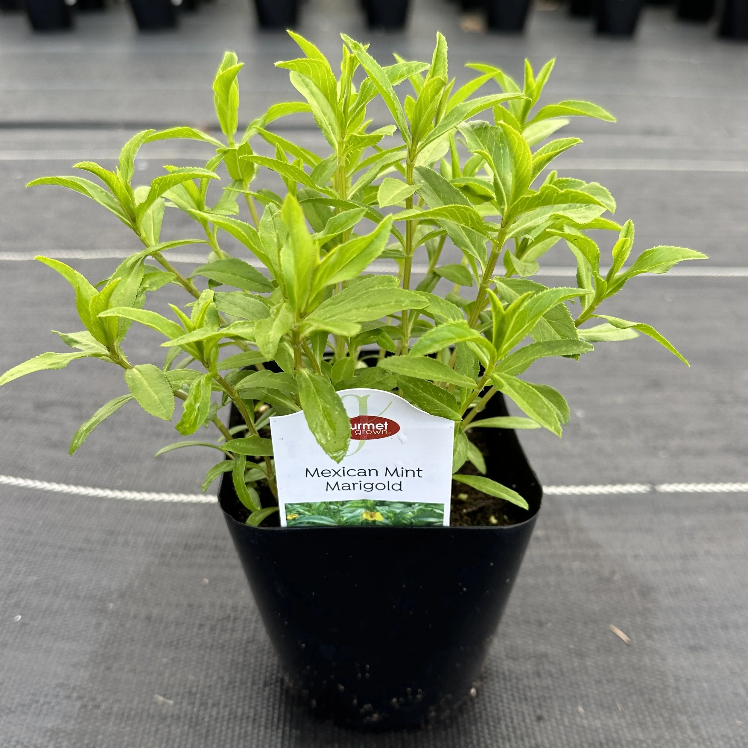 Mexican Mint Marigold — Premier Color Nursery, Inc.