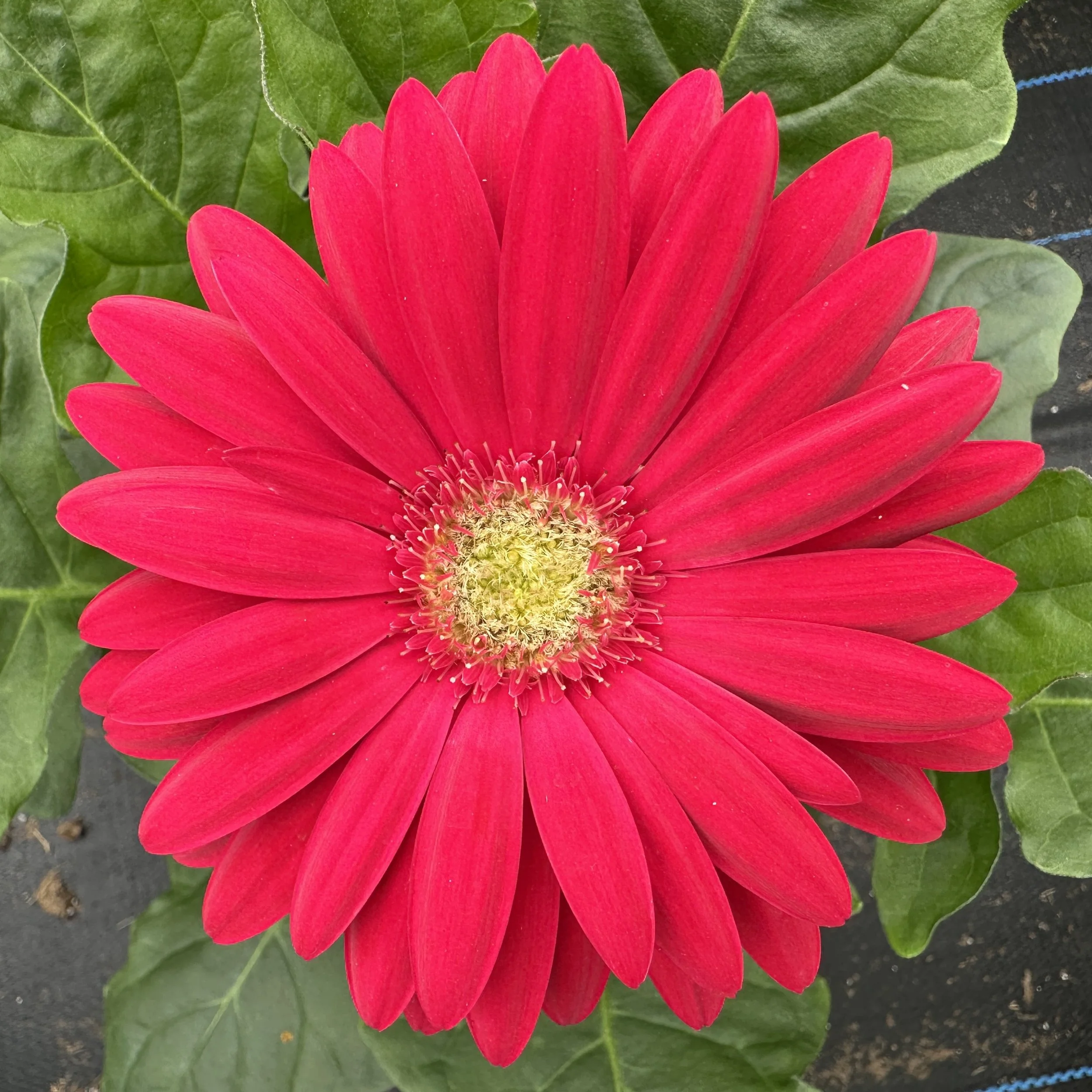 Gerbera Daisy — Premier Color Nursery, Inc.