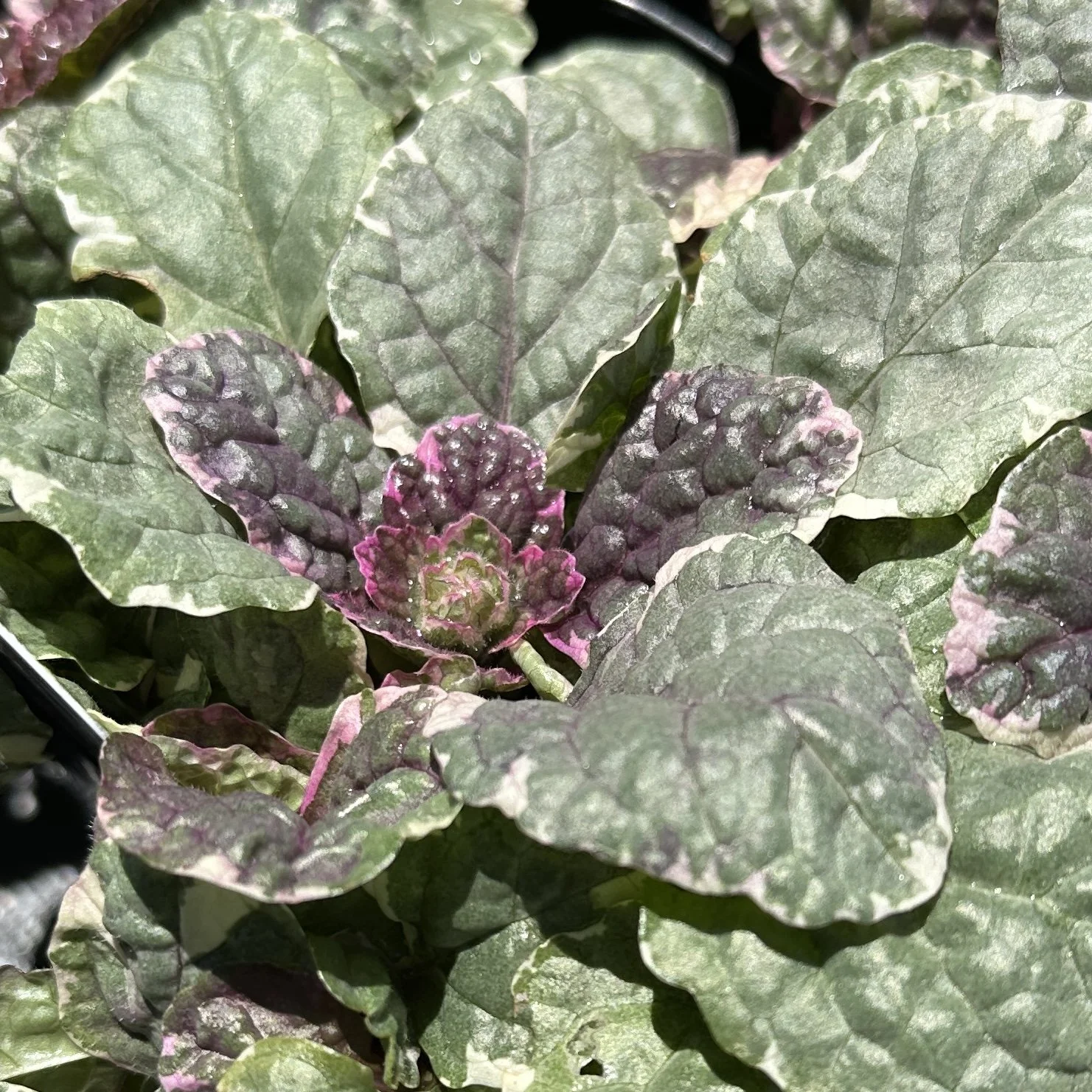 Ajuga — Premier Color Nursery, Inc.