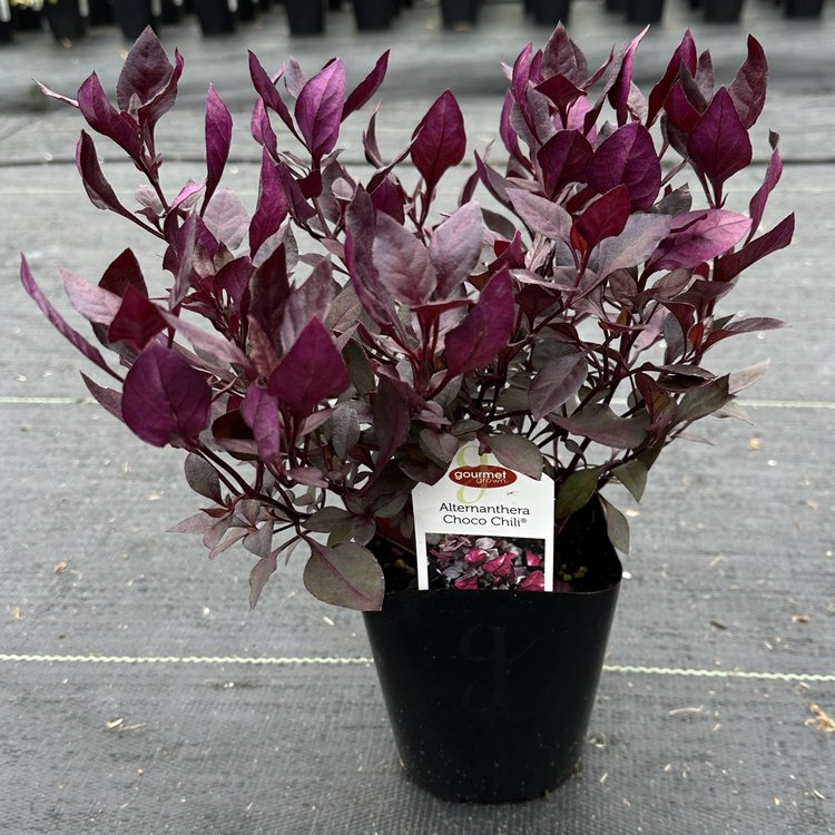 Alternanthera — Premier Color Nursery, Inc.
