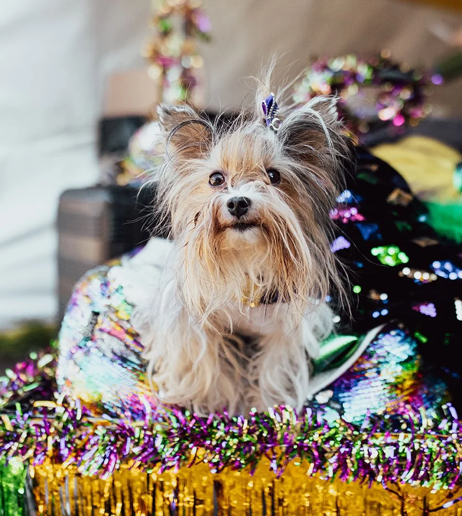 Barkus Parade 2023