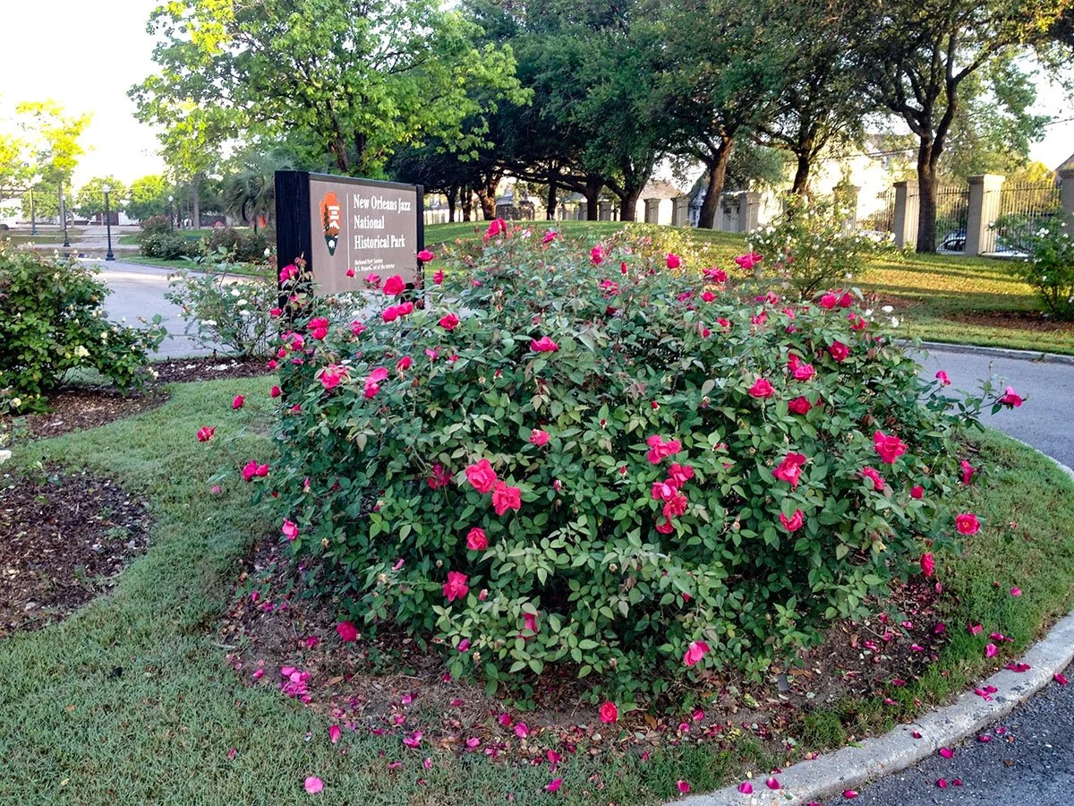 Armstrong Park’s Unexpected Attraction: The Antique Rose Garden