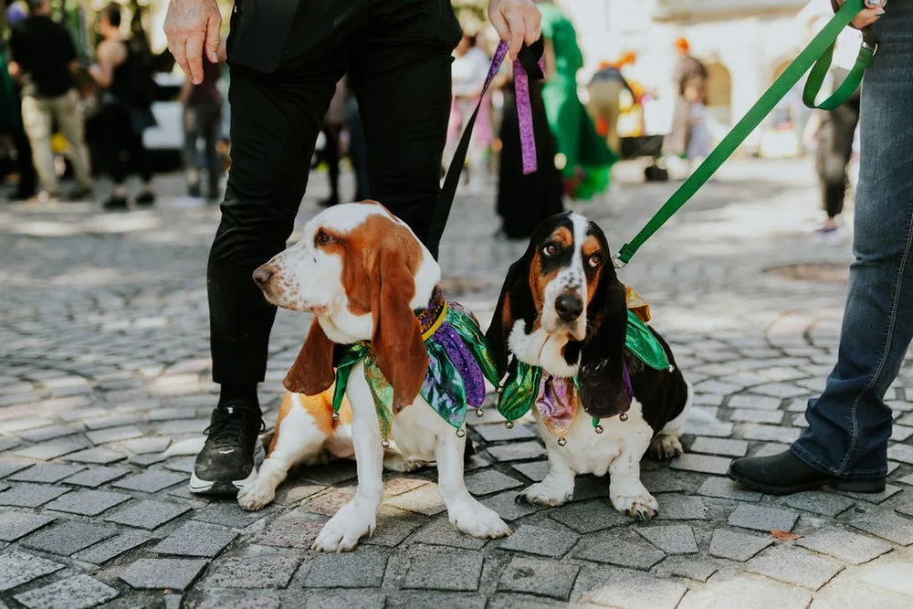 Krewe of Barkus Parade 2026