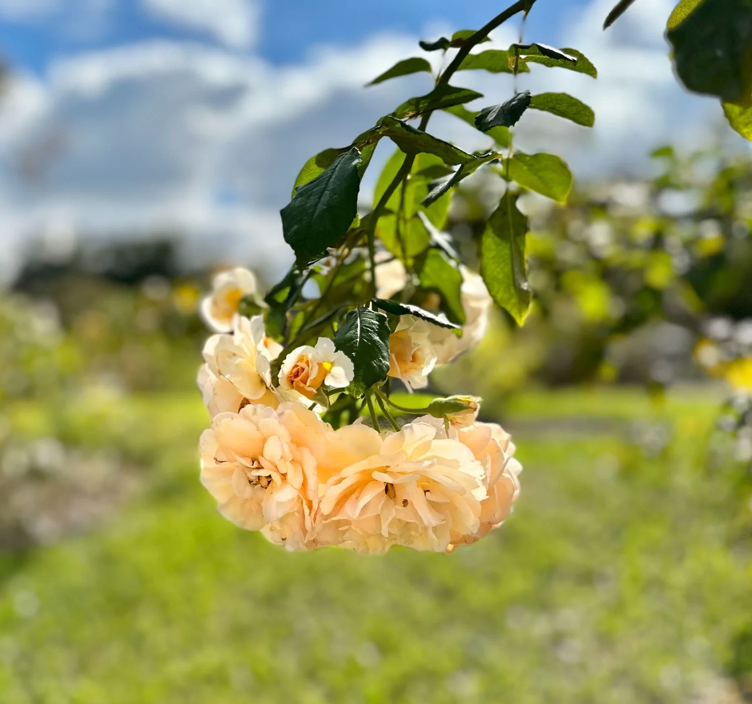 Armstrong Park’s Unexpected Attraction: The Antique Rose Garden