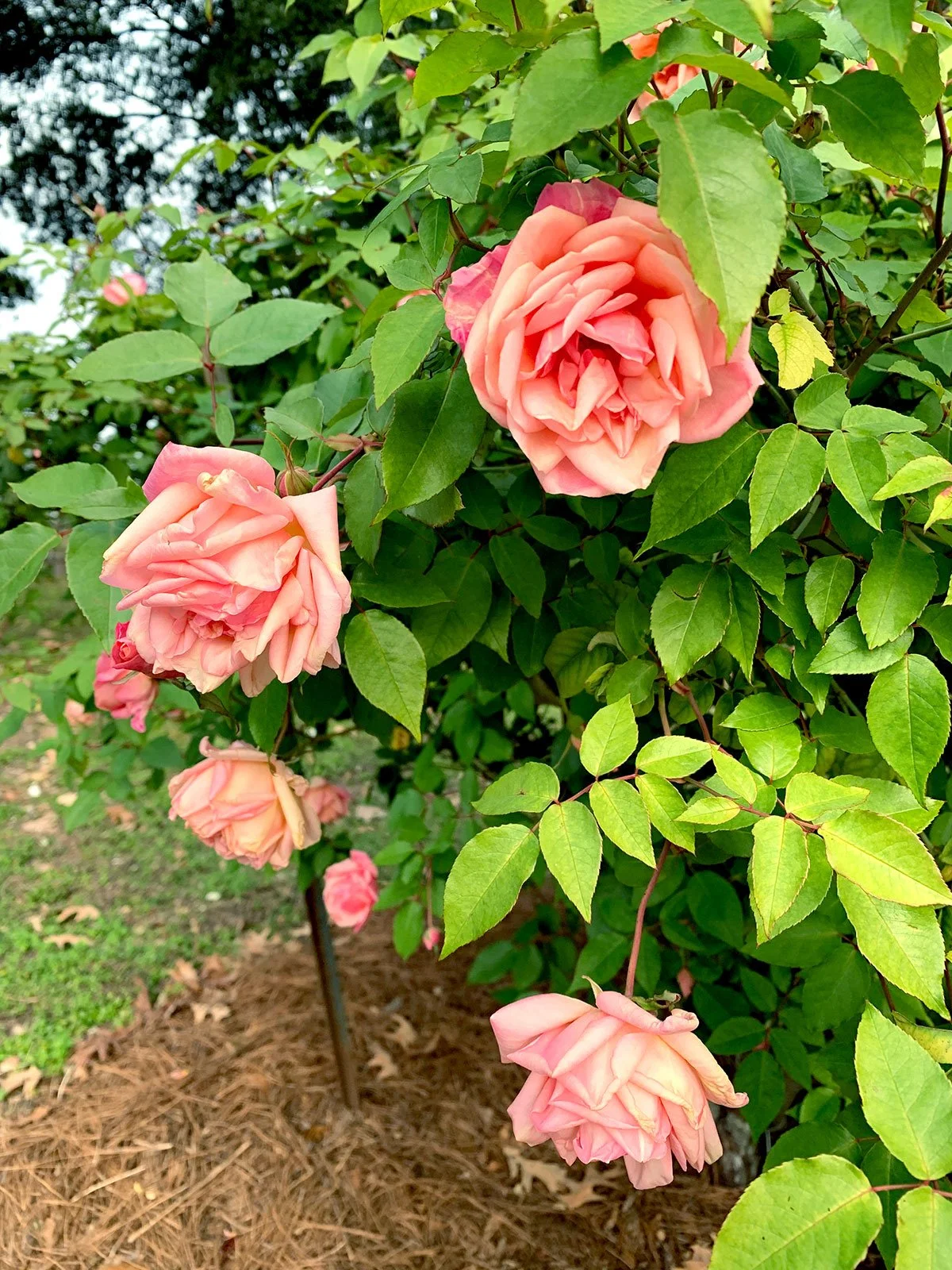 Armstrong Park’s Unexpected Attraction: The Antique Rose Garden