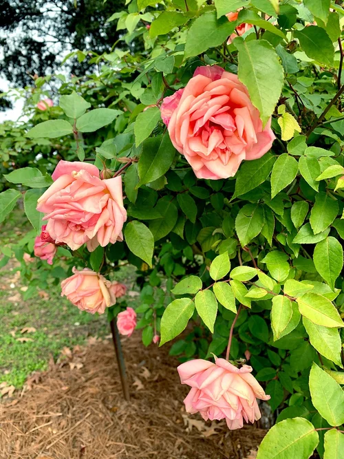 Armstrong Park’s Unexpected Attraction: The Antique Rose Garden