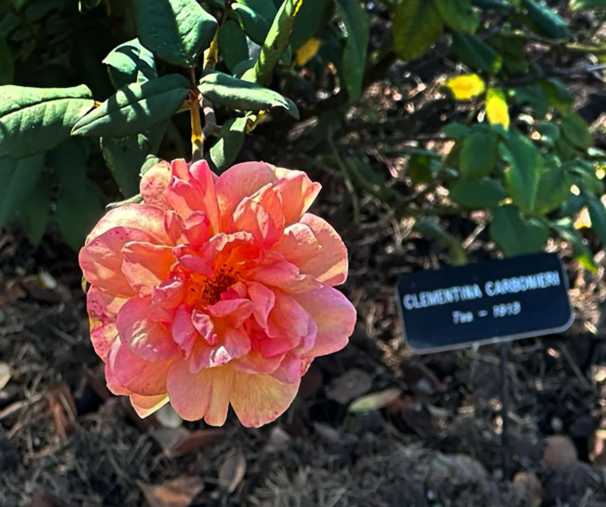 Armstrong Park’s Unexpected Attraction: The Antique Rose Garden