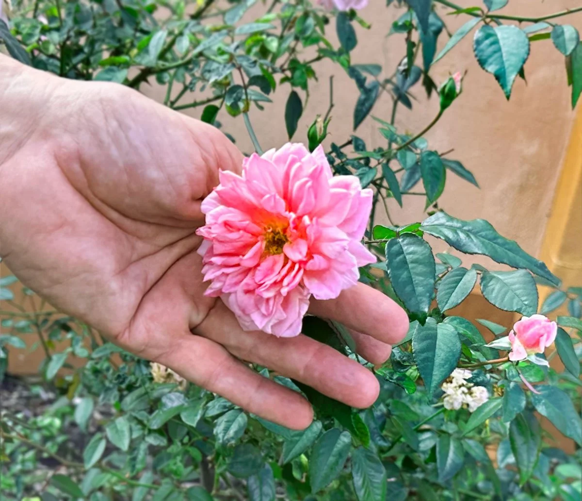 Armstrong Park’s Unexpected Attraction: The Antique Rose Garden