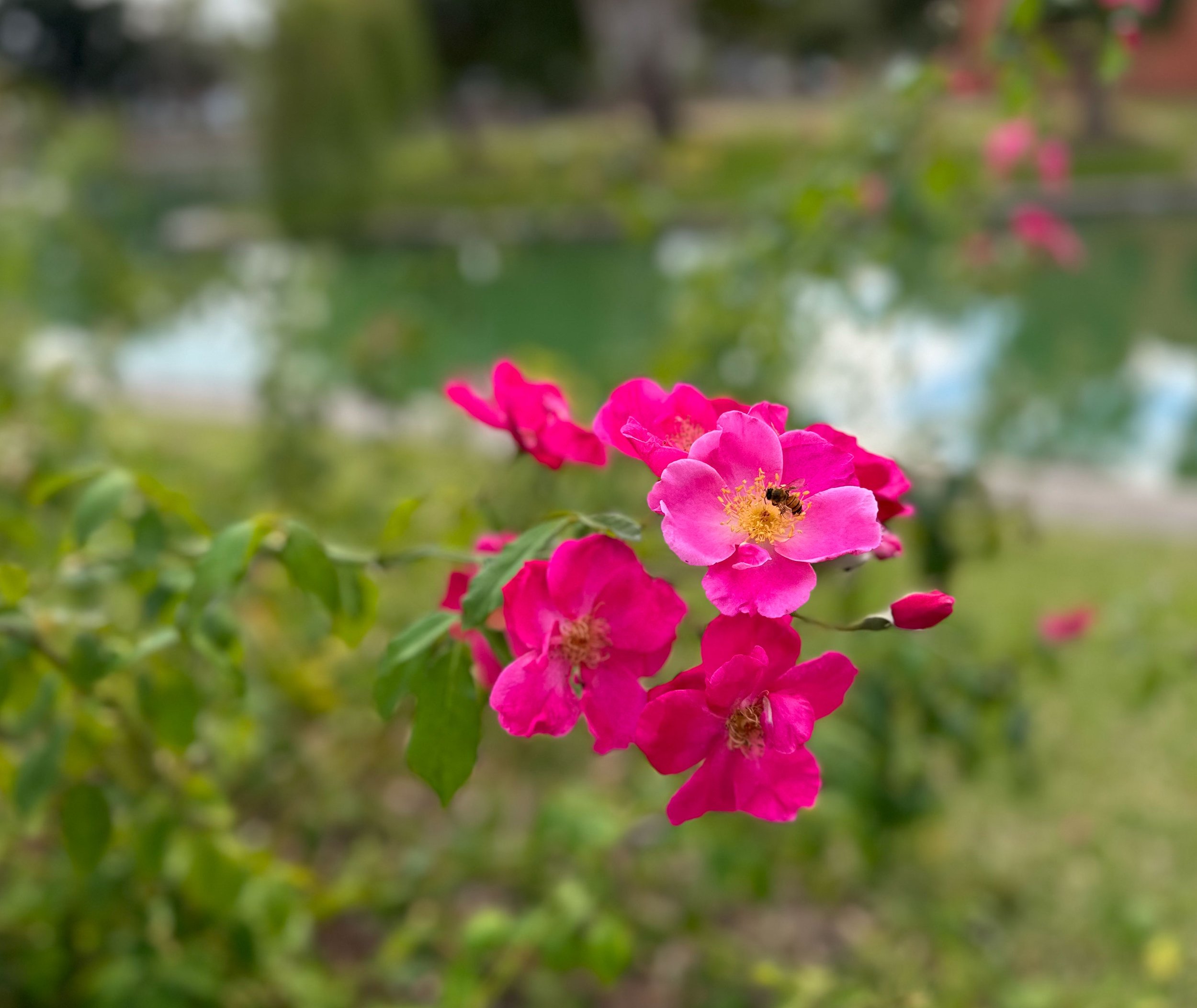 Armstrong Park’s Unexpected Attraction: The Antique Rose Garden