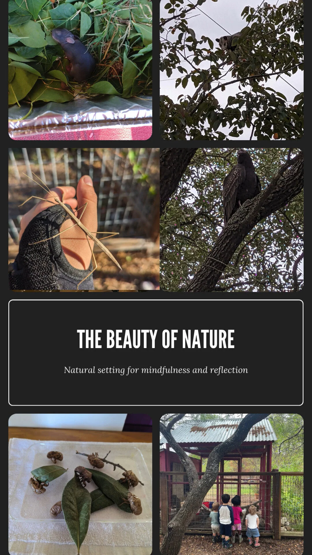 Aggieland Country School