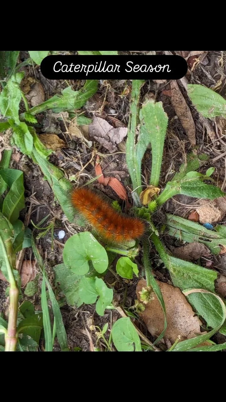 Aggieland Country School
