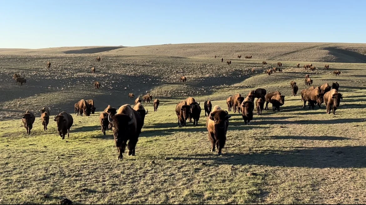 Big Sky Bison | Grass-Fed Bison Meat | Skulls, Hides & Healthy Pet ...