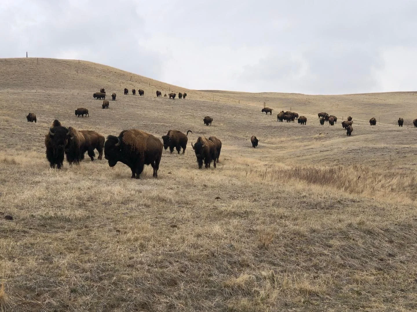 Big Sky Bison | Grass-Fed Bison Meat | Skulls, Hides & Healthy Pet ...