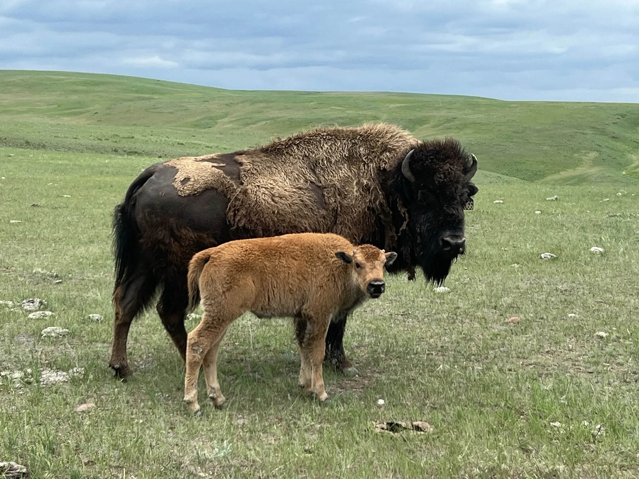 Baby Sky Bison Wallpaper