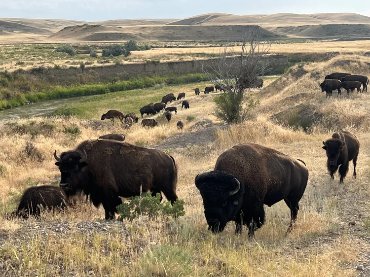 Hunting — Big Sky Bison
