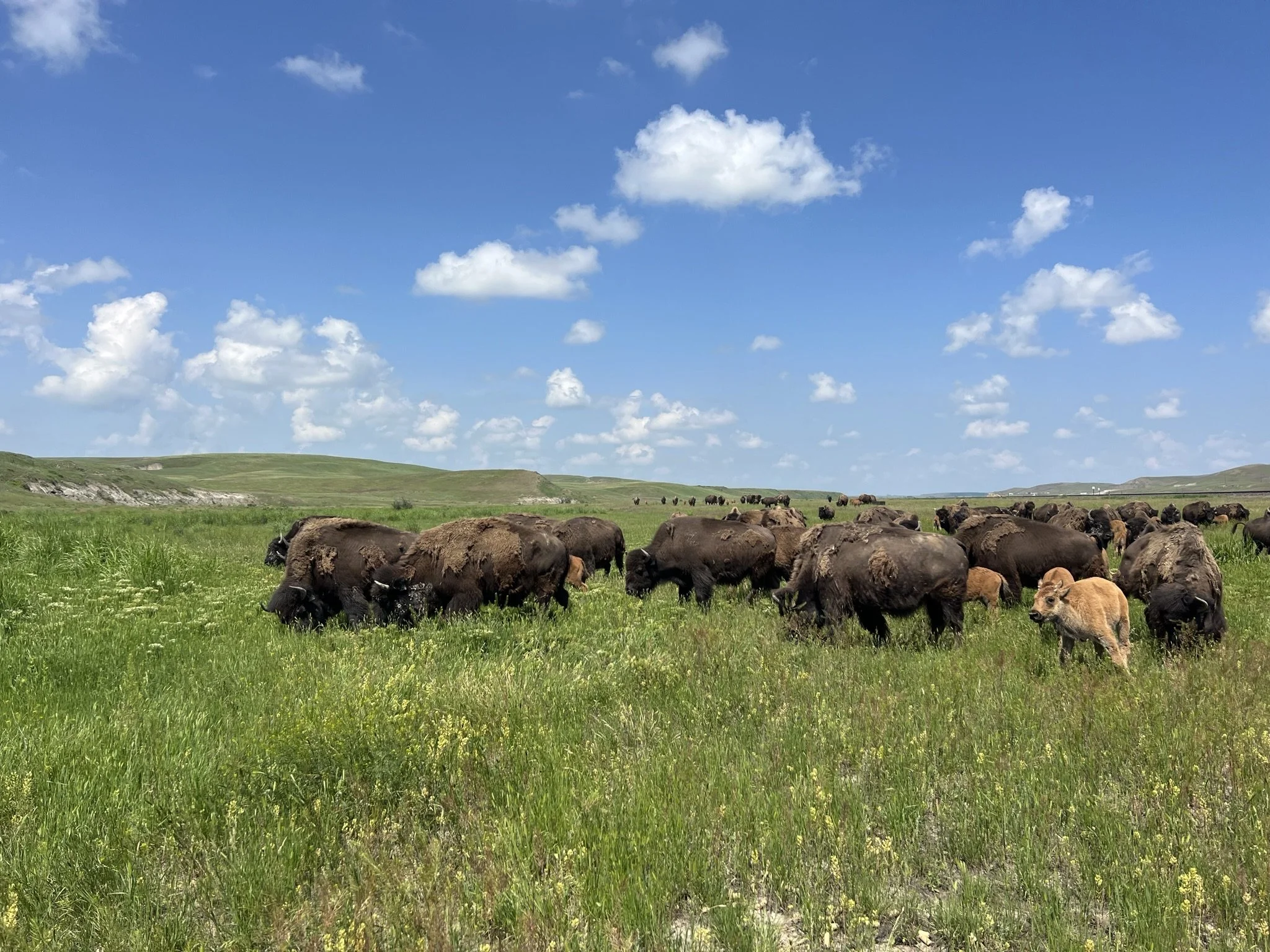 Big Sky Bison | Grass-Fed Bison Meat | Skulls, Hides & Healthy Pet ...