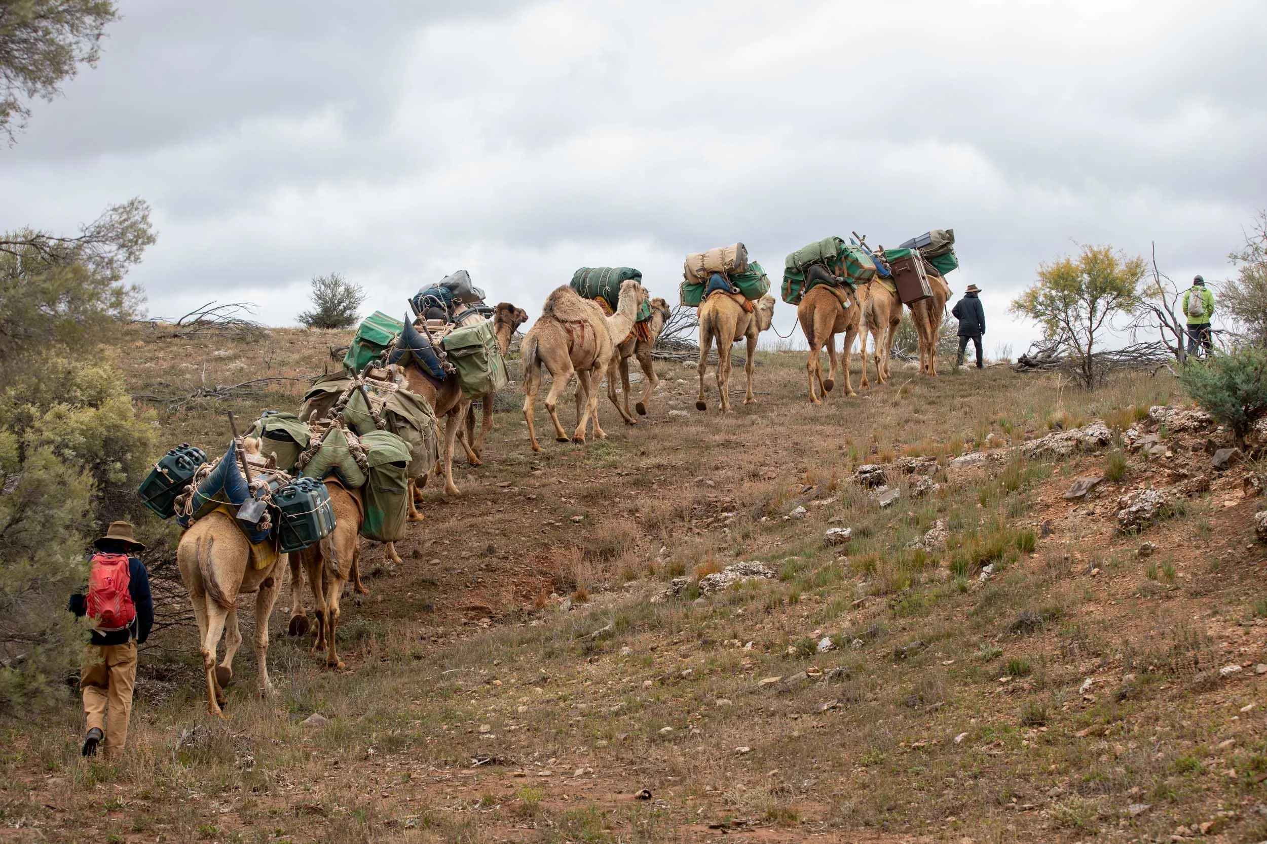 Camel Train — Flinders and Beyond Camel Treks