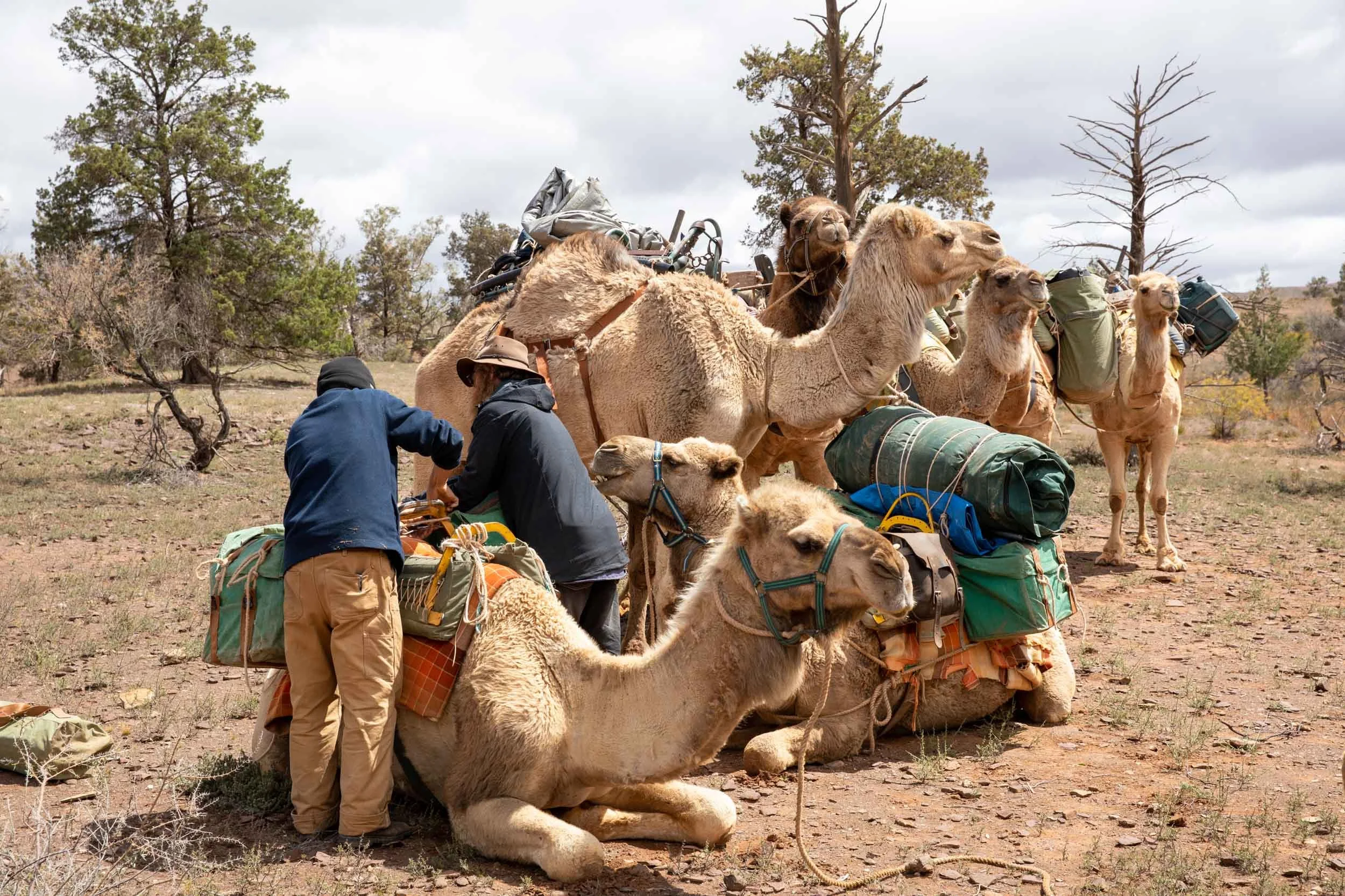 Camel Train — Flinders and Beyond Camel Treks