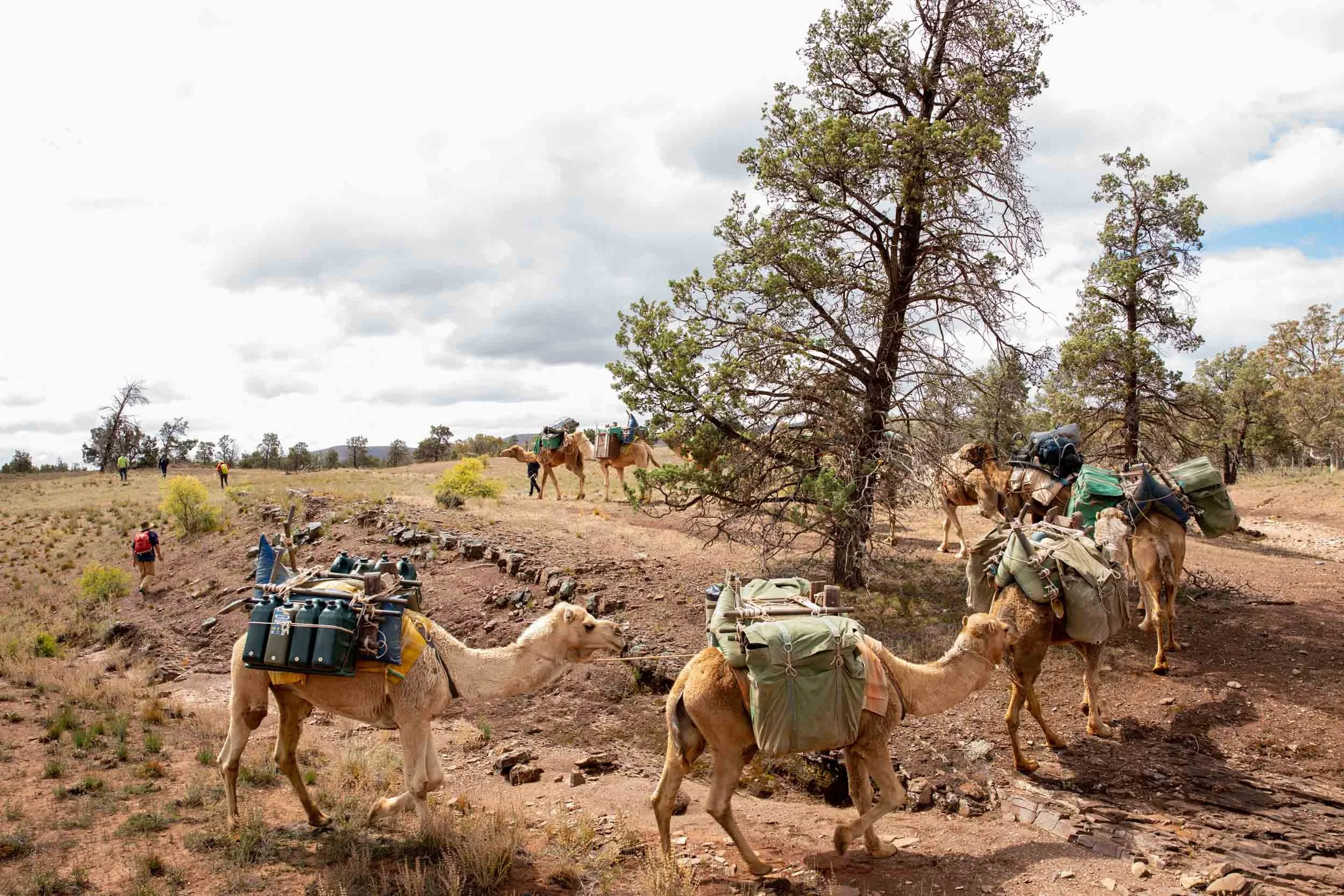 Camel Train — Flinders and Beyond Camel Treks
