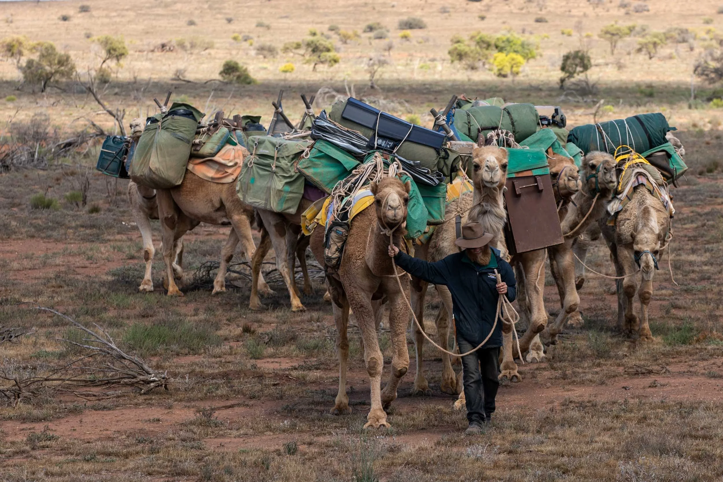 Flinders and Beyond Camel Treks