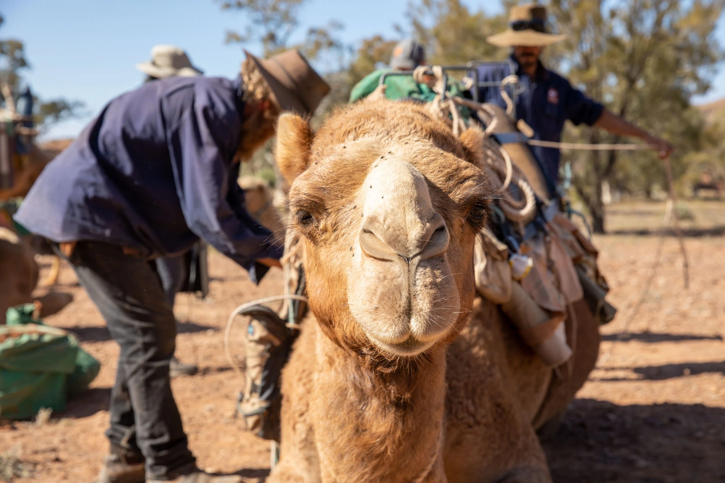 Flinders and Beyond Camel Treks