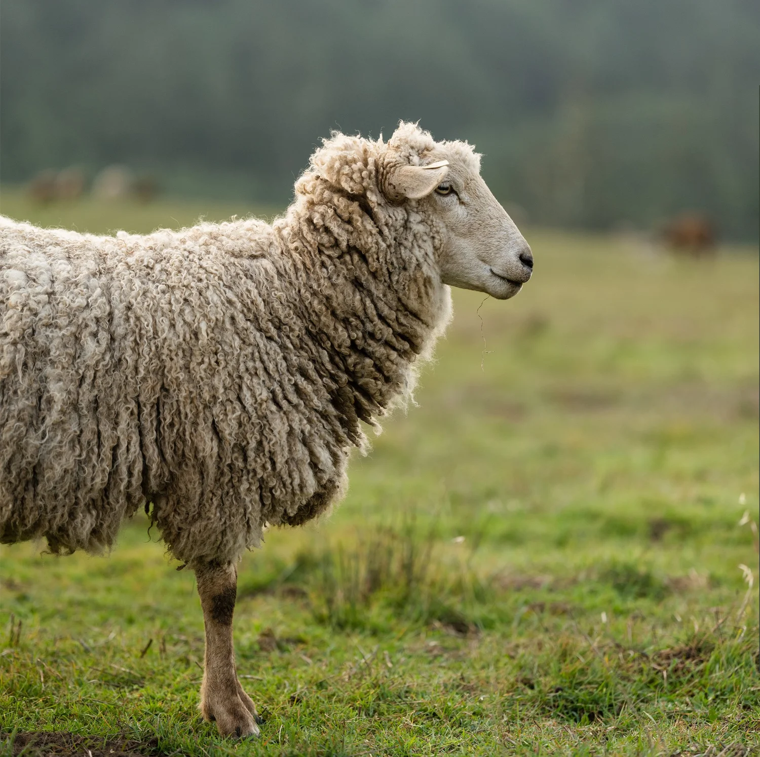 Climate Beneficial ™ Wool — Grange Home