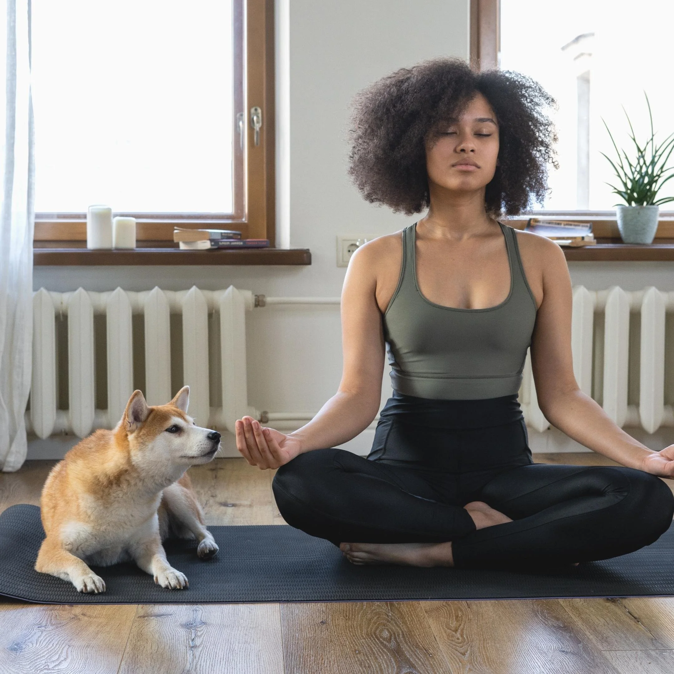 Animal Communication 101 — end & after Animal Communication