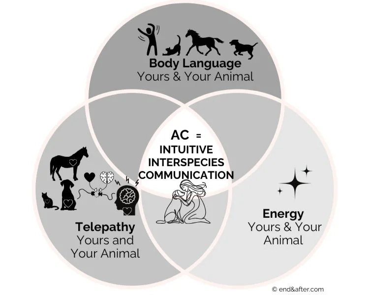 Animal Communication 101 — end & after Animal Communication