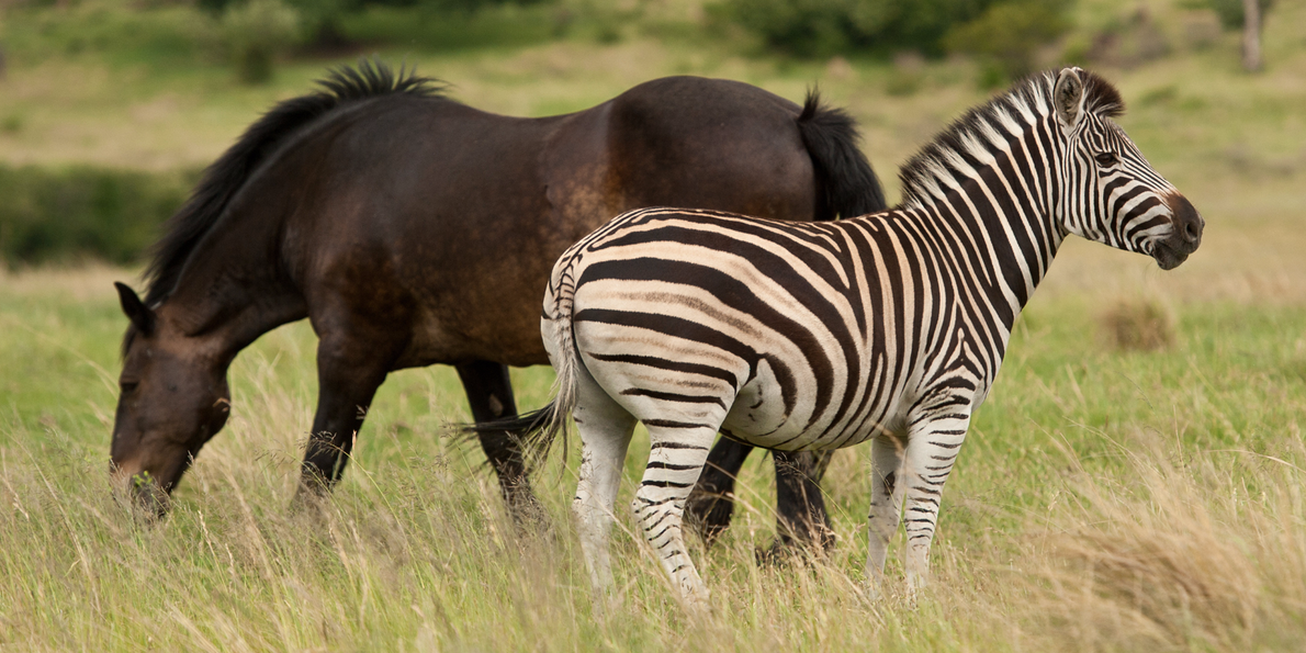 Dr. Woodward's Aphorism: Ode to Strange and Unfamiliar Hoofbeats ...