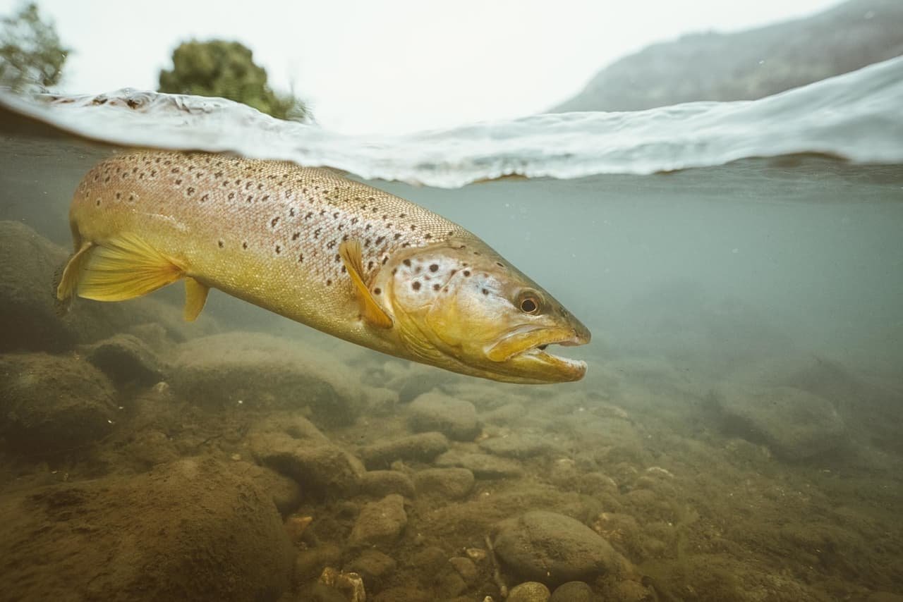 The Ultimate Guide to Floating the Smith River in Montana | Discover ...