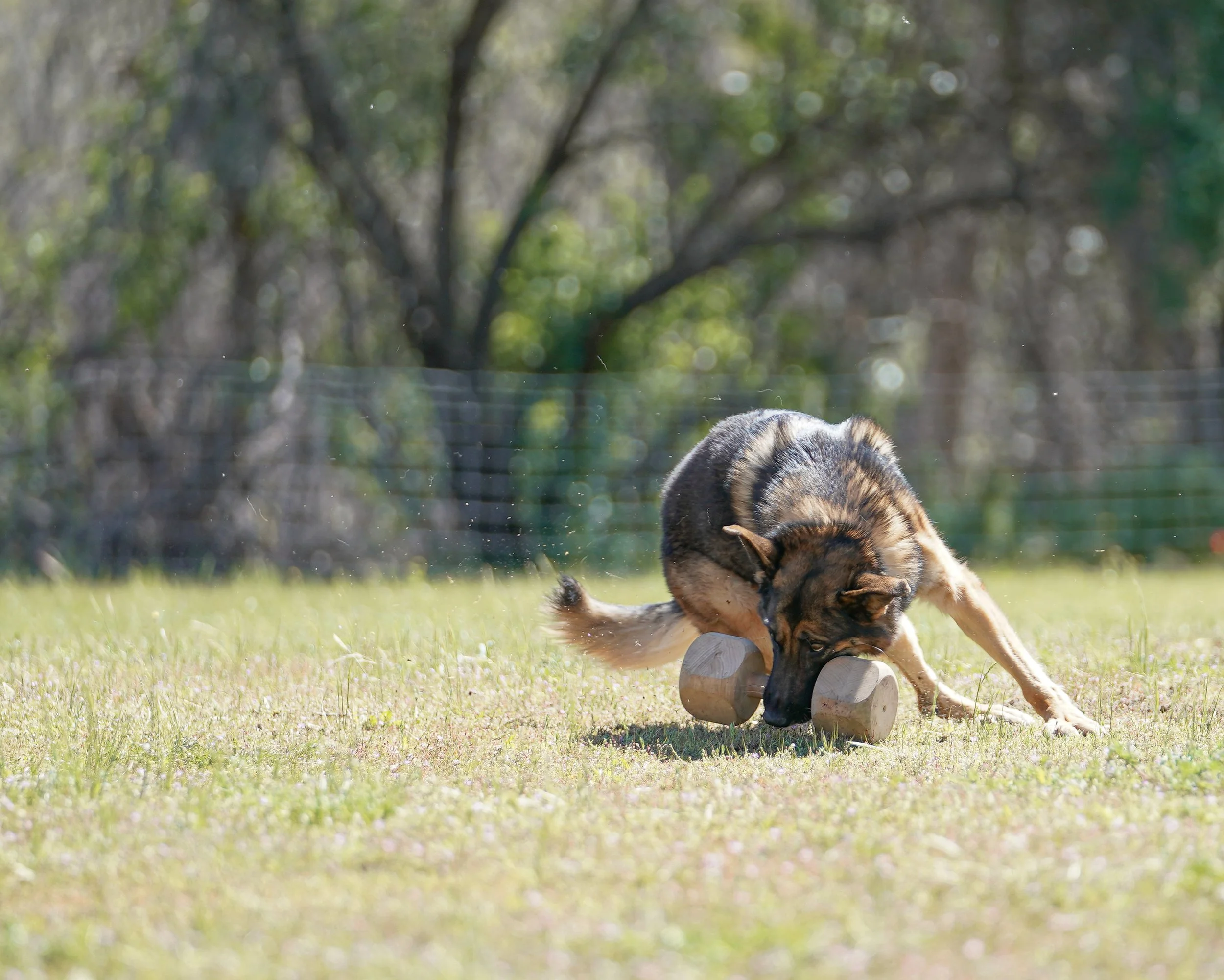 Sandstorm Schutzhund Club