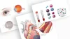 Medical Illustration Company - Visualmedics Studio