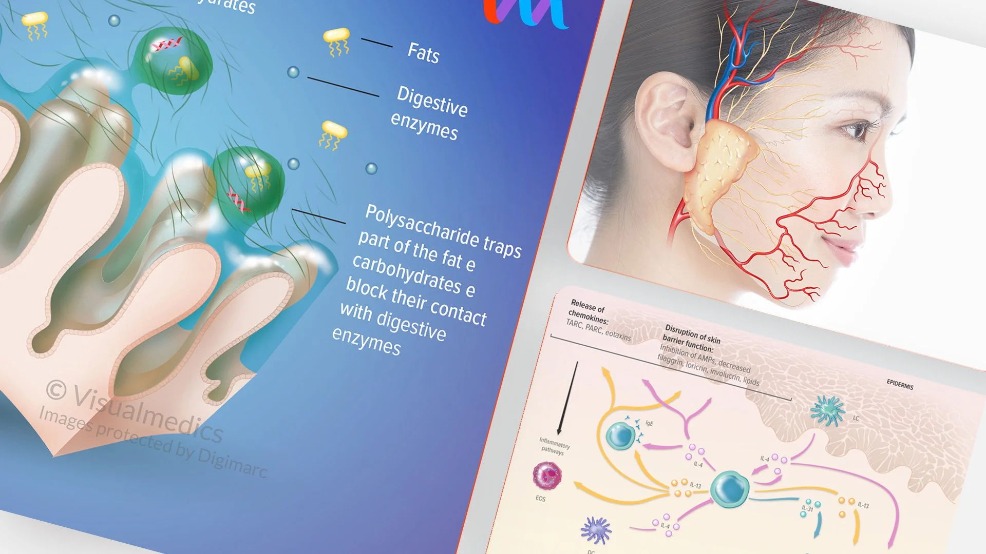 Our medical illustration services and process - Visualmedics Studio