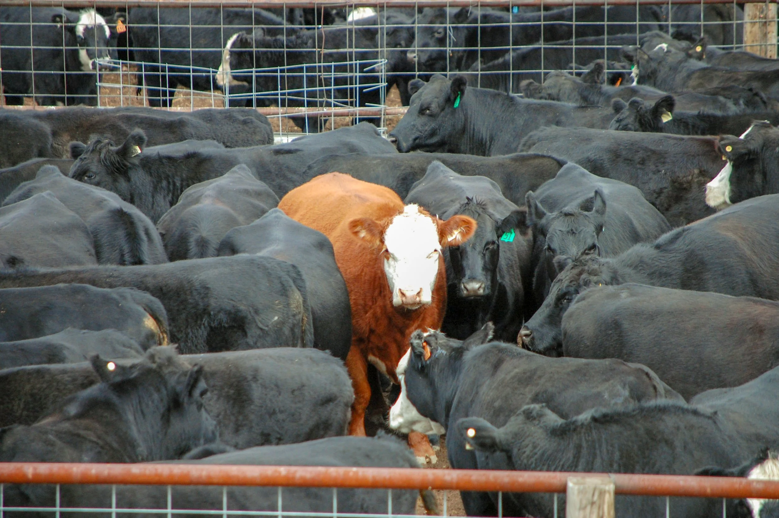 Barney York Ranch in Prescott, AZ: Ethical Ranching