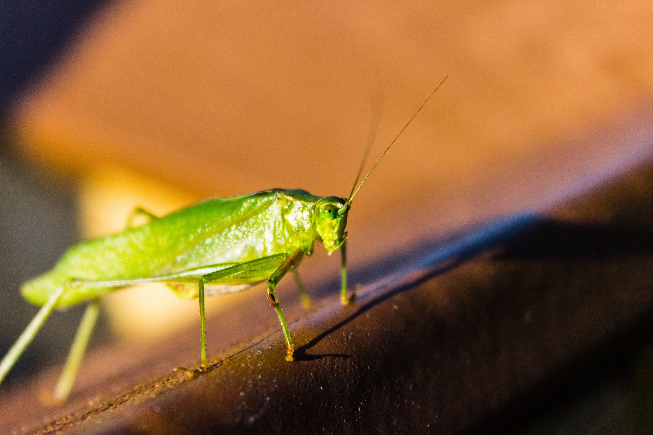 Store 2 — ABC Music School