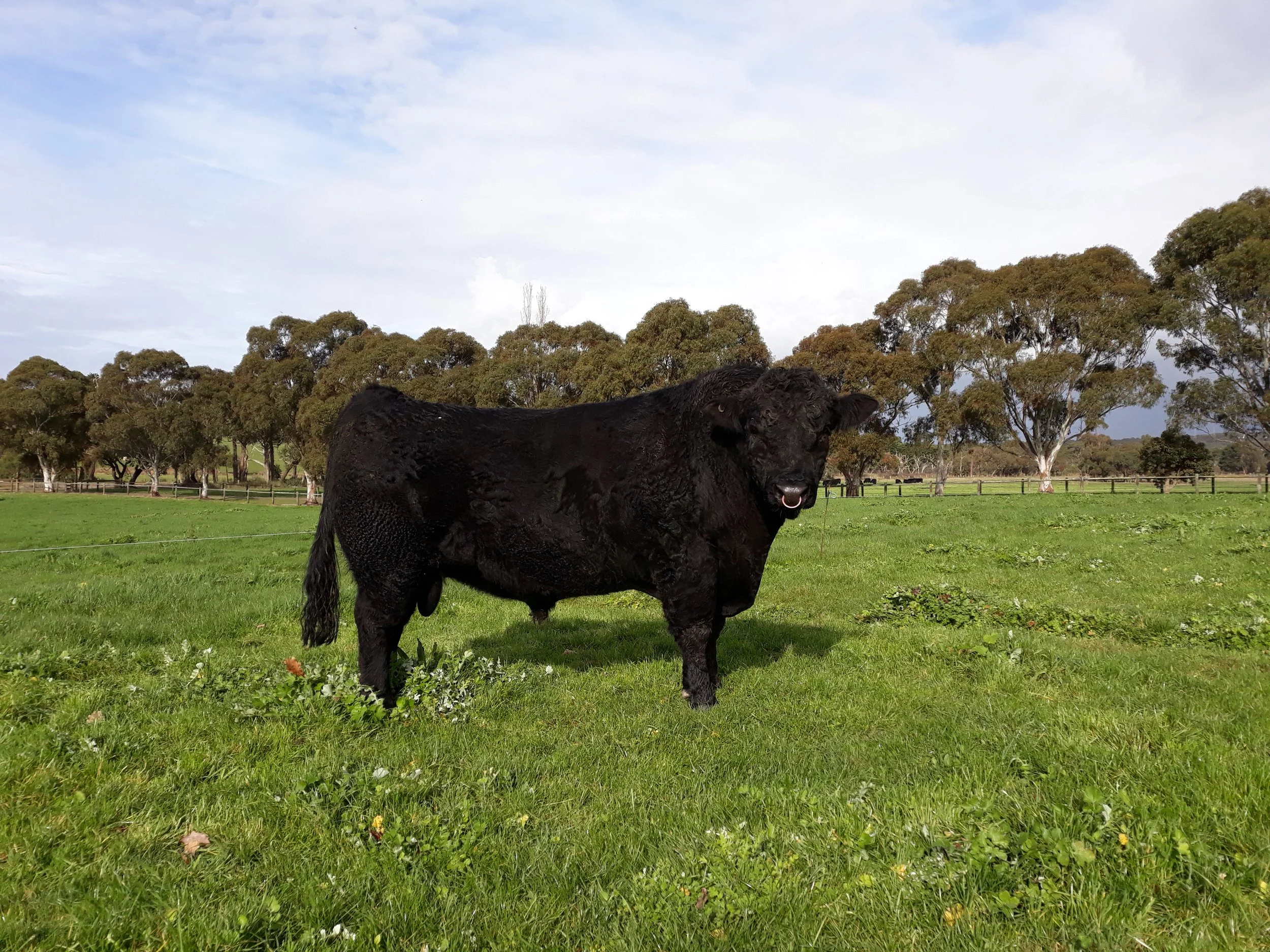 Australian Welsh Black Cattle - Gallery — Australian Welsh Black Cattle ...