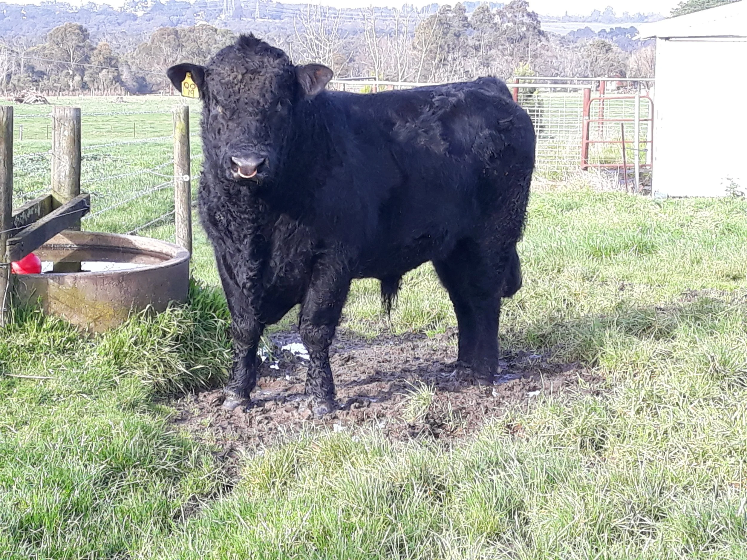 Welsh Black Cattle - Buchanan Park Bulls — Australian Welsh Black ...