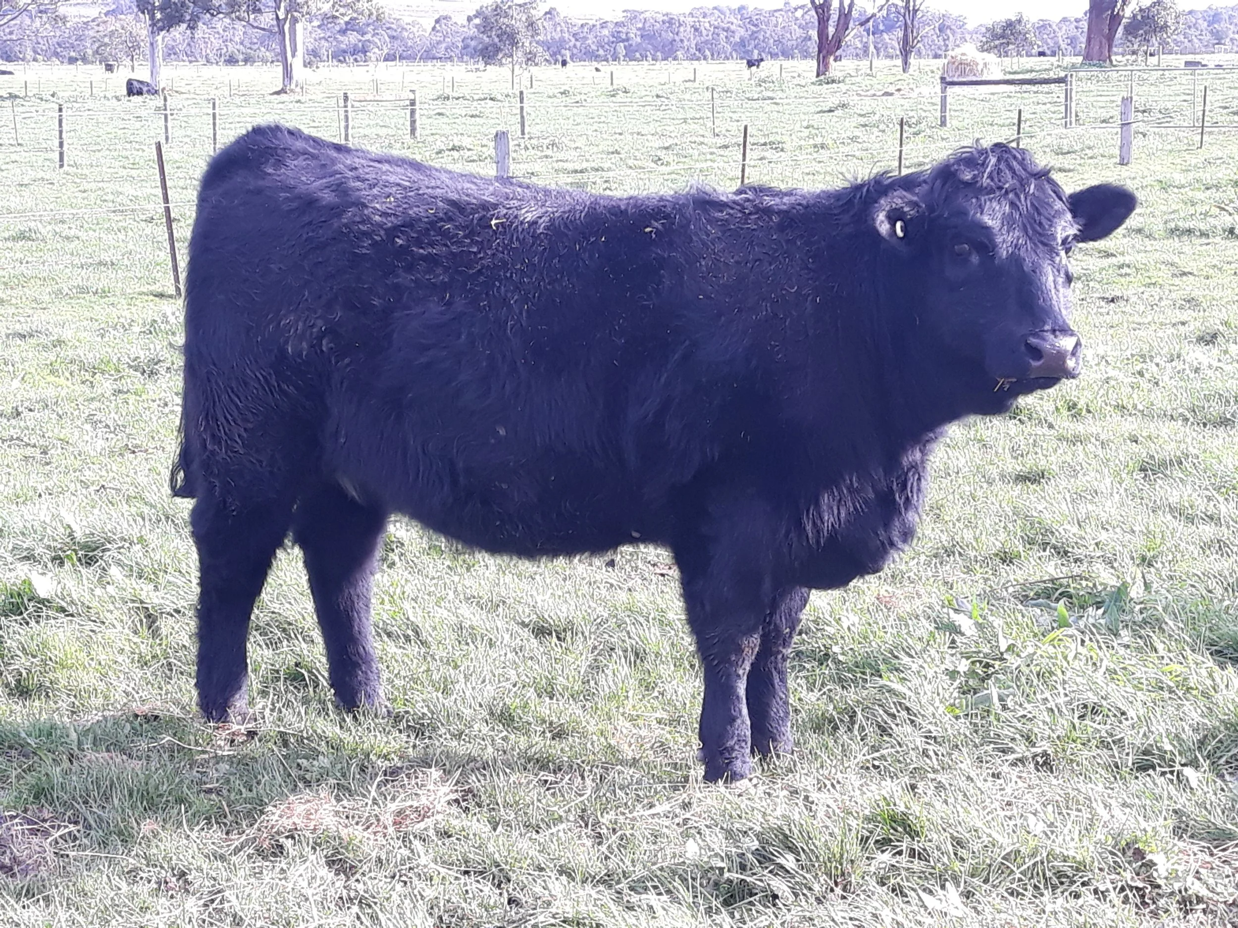 Welsh Black Cattle - Buchanan Park Females — Australian Welsh Black ...